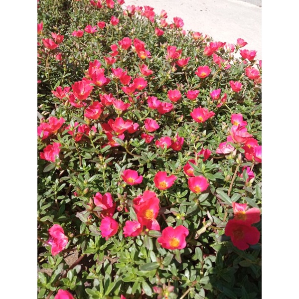 Jual bibit bunga krokot merah seperti gambar 5 batang/ bunga suket ...