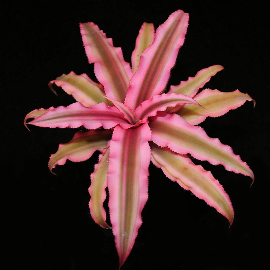 Jual Bromelia Cryptanthus Pink Starlite Tanaman Hias Paludarium Terarium | Shopee Indonesia