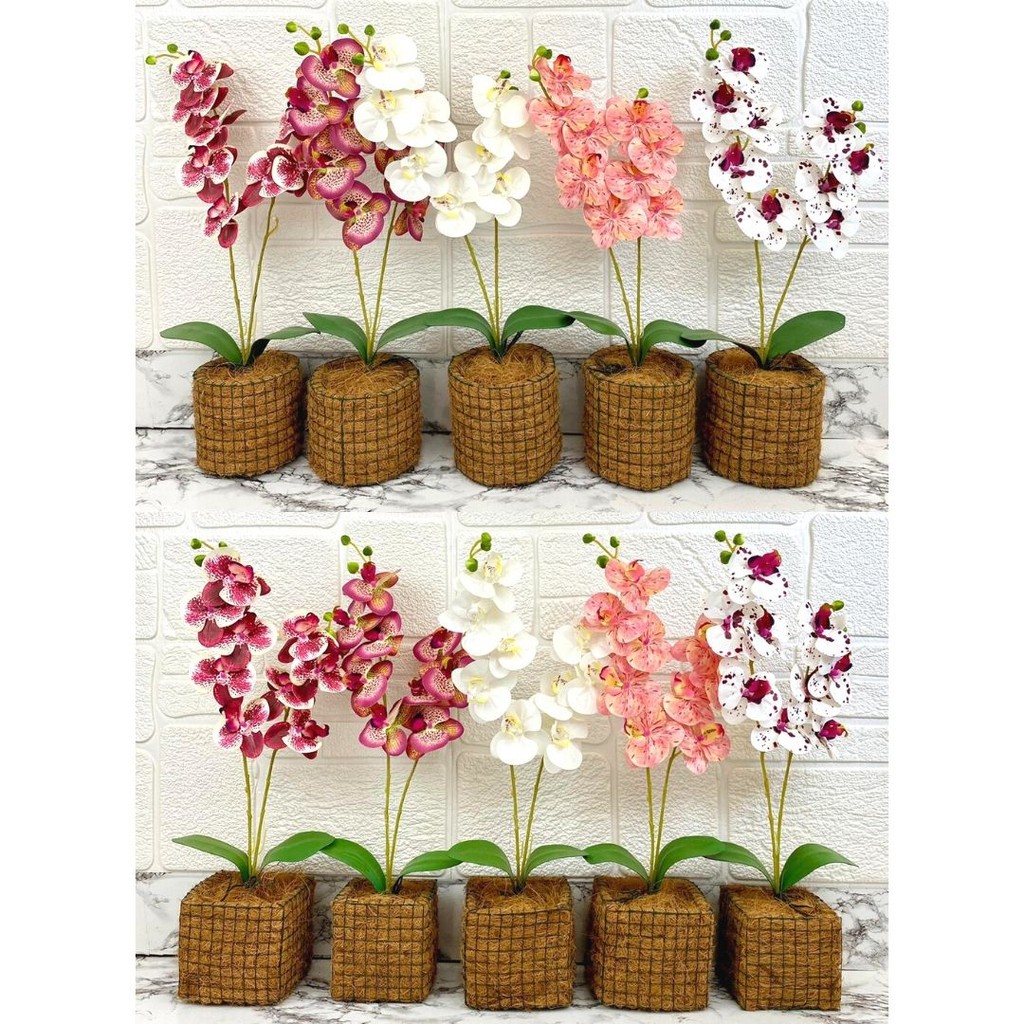 Jual Bunga Anggrek Bulan X2 Latex Artificial Pot Sabut Kelapa Rangka ...