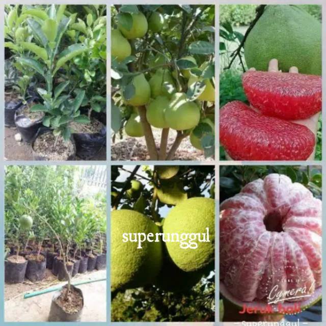 Jual Bibit jeruk bali merah (BISA COD) Indonesia|Shopee Indonesia Jual Bibit jeruk bali merah (BISA COD) Indonesia|Shopee Indonesia