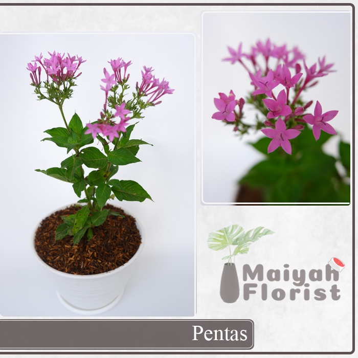 Jual Bunga Pentas - Egyptian Star Cluster - Pentas Lanceolata - Tanaman ... Jual Bunga Pentas - Egyptian Star Cluster - Pentas Lanceolata - Tanaman ...