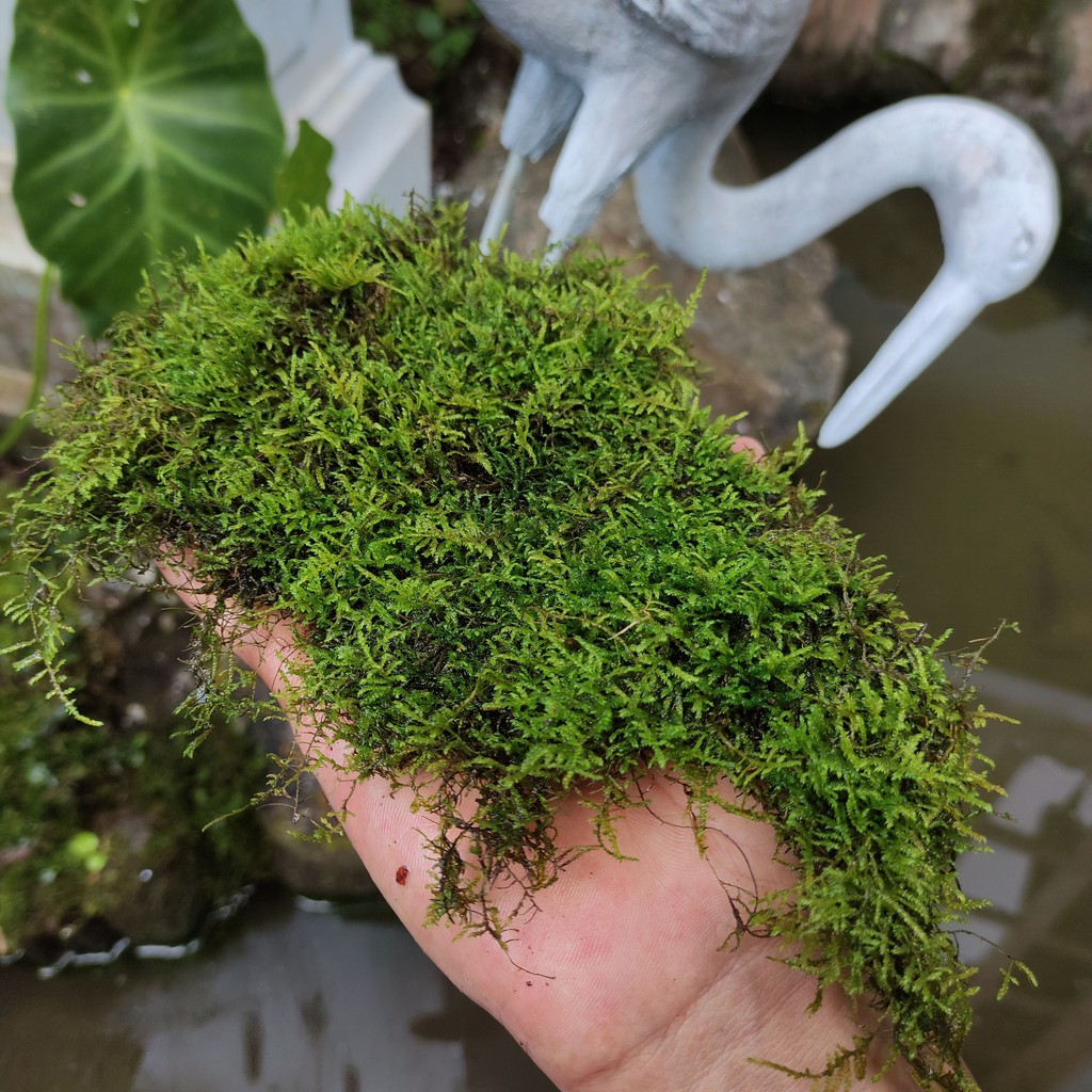Jual Java Moss Tanaman Aquascape/Paludarium | Shopee Indonesia