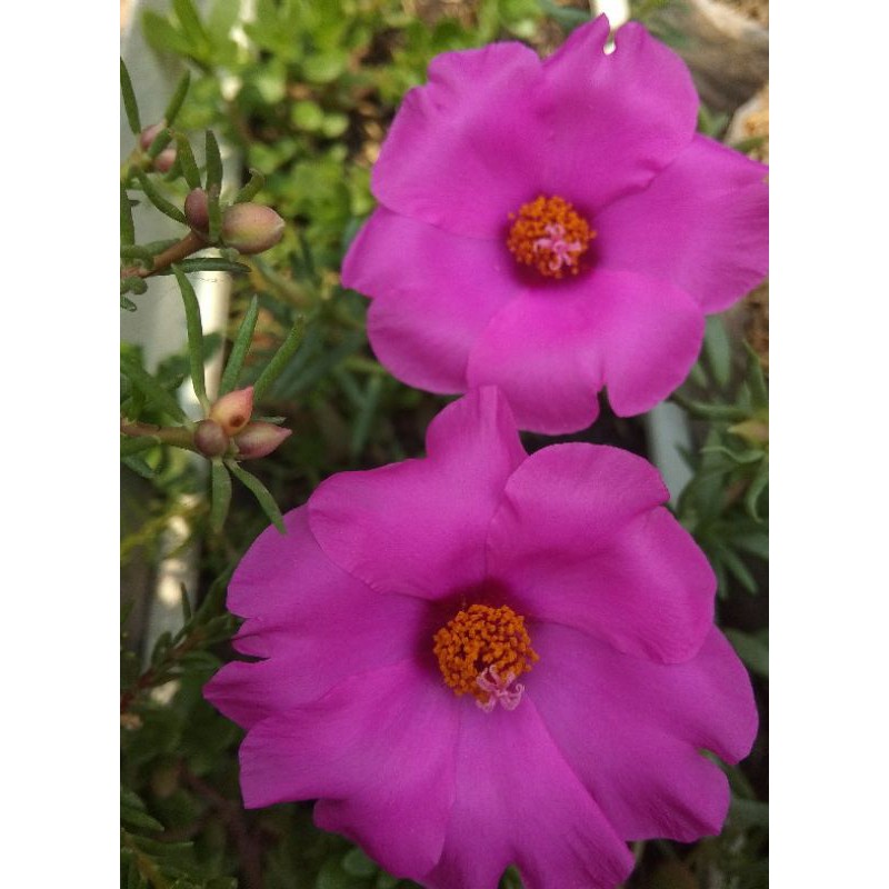 Jual 5 stek Mossrose portulaca bunga pukul sembilan Giant Ungu Grandi ...