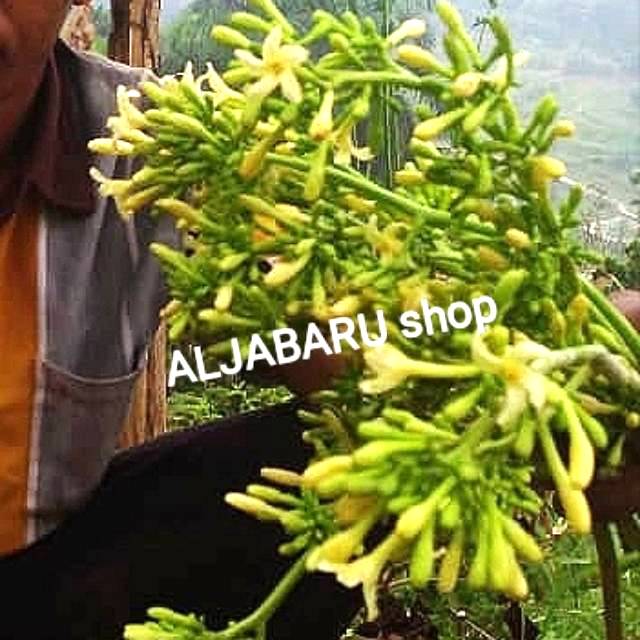Jual Bunga Kembang Pepaya Sayuran Segar | 500 gram | Shopee Indonesia