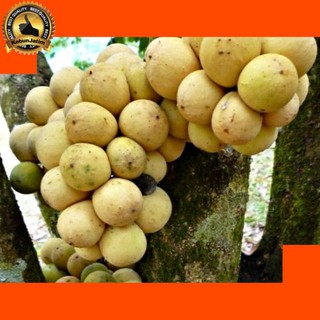 Jual Tanaman bibit buah langsat langsap atau langsep | Shopee Indonesia