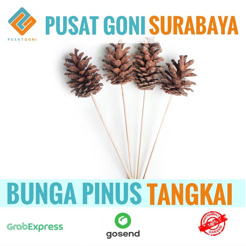 Jual Bunga Pinus Kering Bertangkai 40cm - Kembang Pinus Tangkai ...