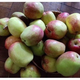 Jual Buah Apel Anna Fres baru petik Kota Grid A Batu Malang Berat 1 Kg ...