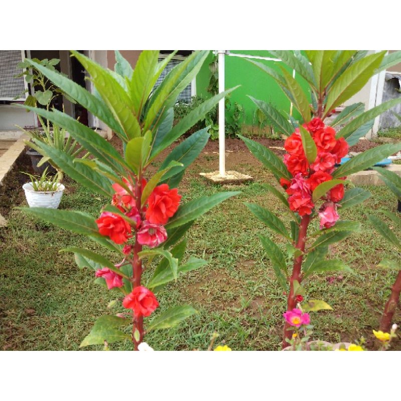 Jual Biji Bibit Bunga Pacar Air Merah (hrg sesuai paket) Indonesia ...