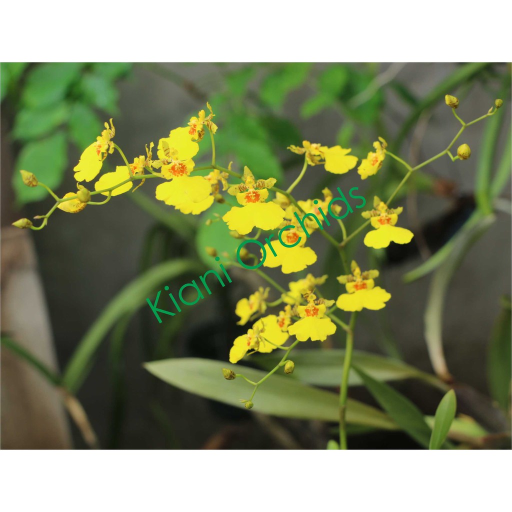 Jual Anggrek Oncidium Golden Shower Dewasa | Shopee Indonesia