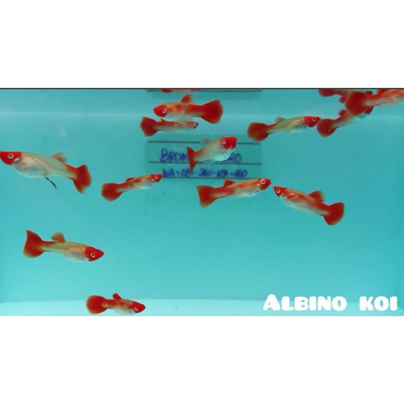 Jual Albino Koi Gen King Koi Red Ear | Shopee Indonesia