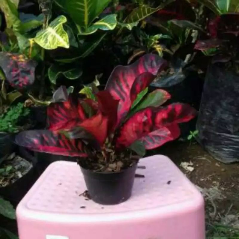 Jual tanaman langka bunga puring koleksi red jawel | Shopee Indonesia