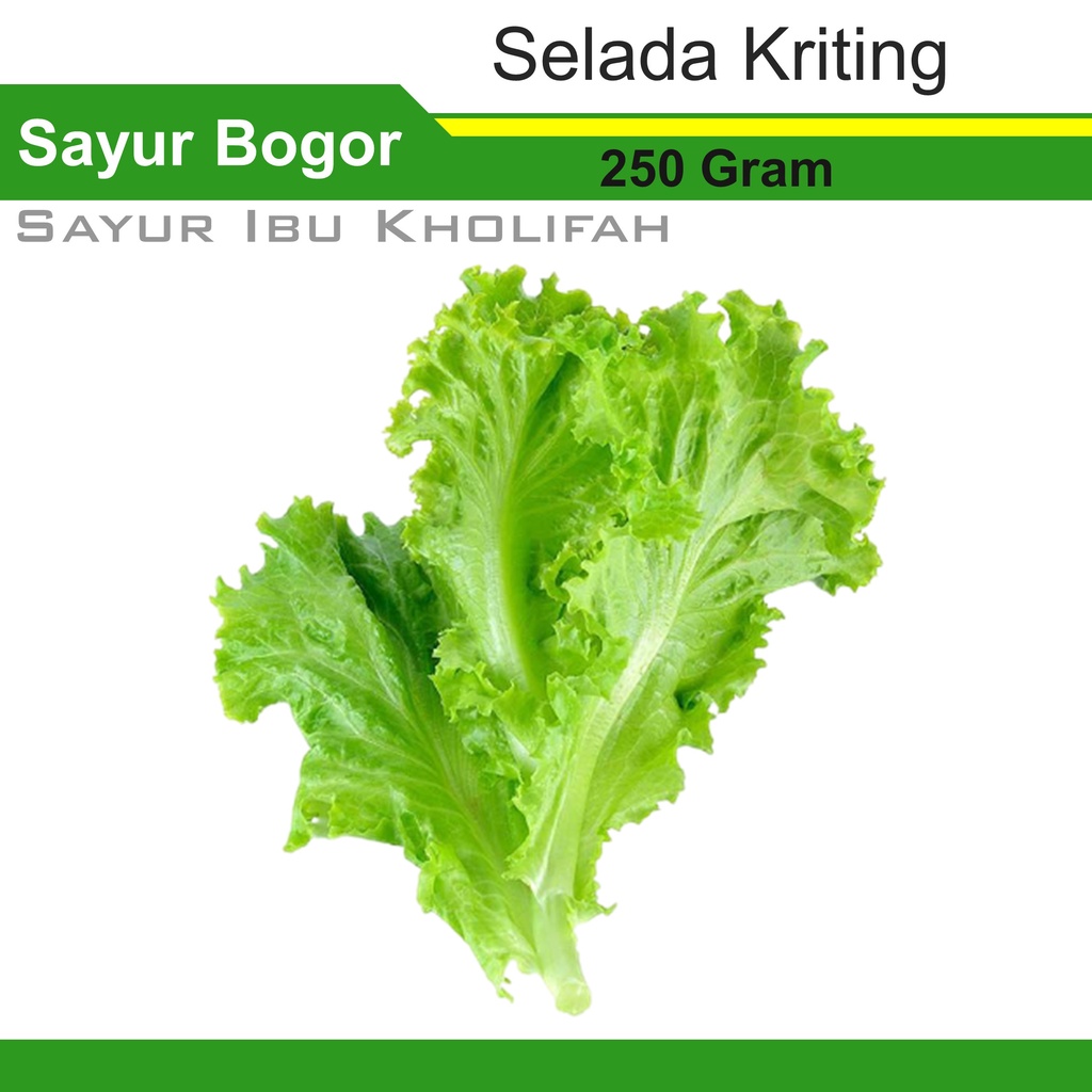 Jual Selada Keriting 250 Gram Hijau Segar Sayur Sayuran Online Segar ...