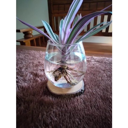 Jual Vas kaca aesthetic pot vase bunga tanaman air kaca dan tatakan ...