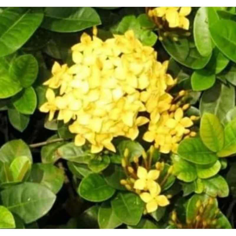 Jual Pohon Asoka Singapore - Tanaman Hias Pohon Asoka Bunga Kuning ...