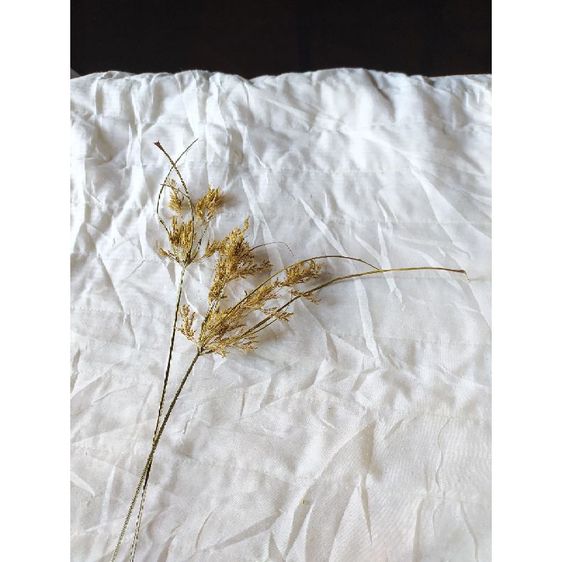 Jual Bunga kering(20 pcs), dried cyperus,aesthetic,rustic,dried flower ...