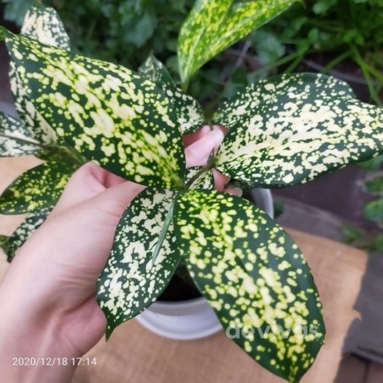 Jual NEW Tanaman Hias Bambu Dracena Florida Rimbun / Tanaman Hidup ...