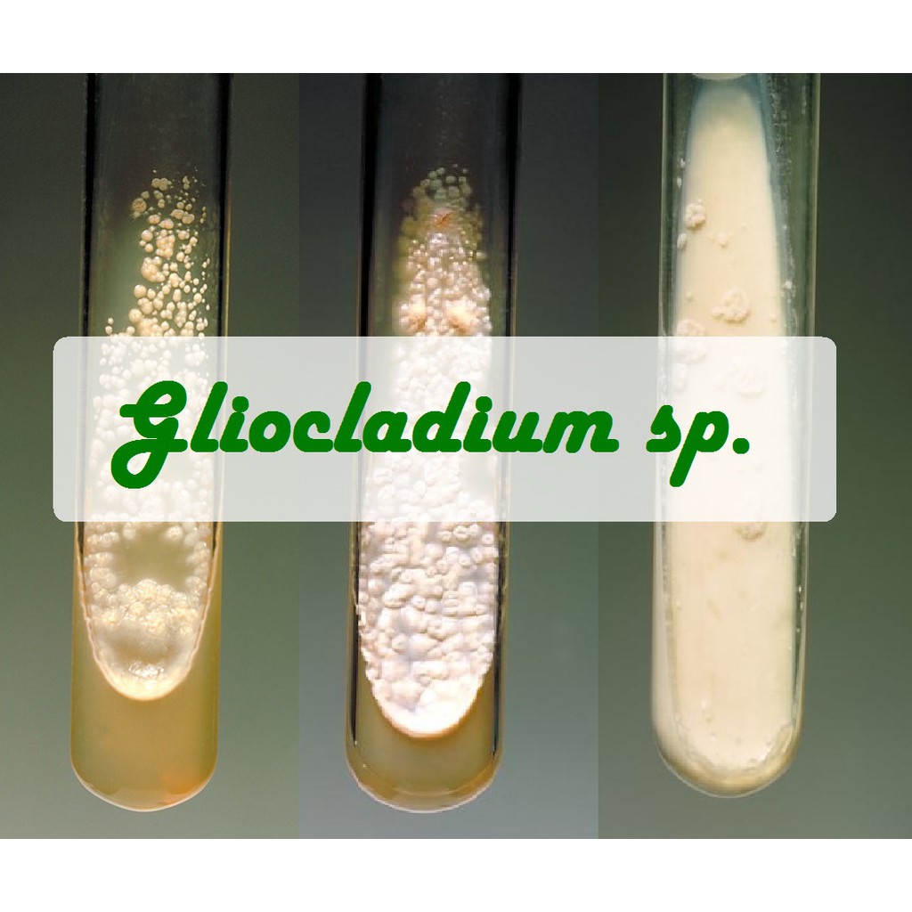 Harga gliocladium Terbaru Apr 2026 | BigGo Indonesia