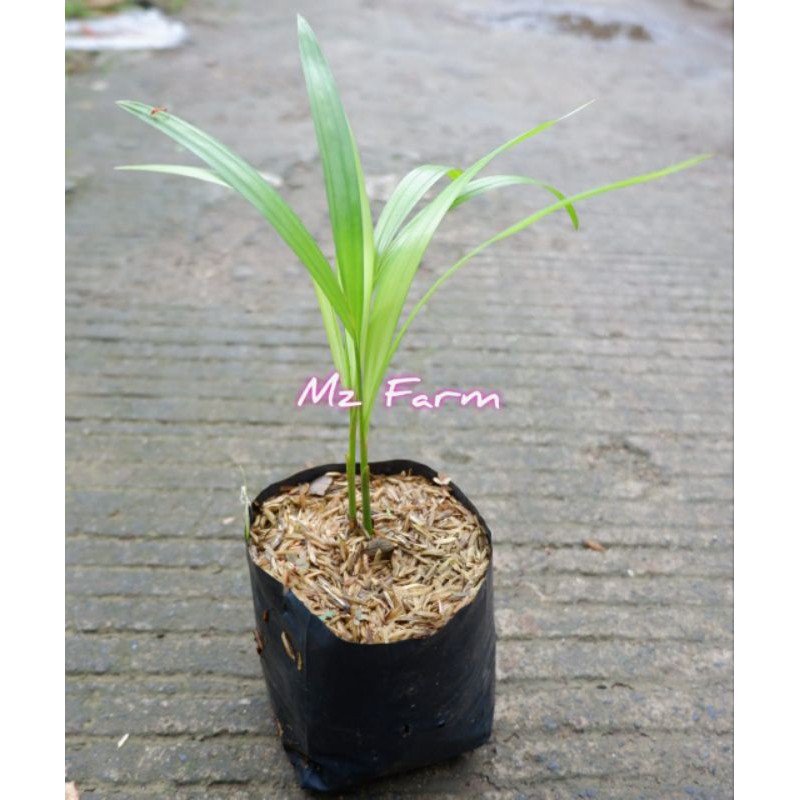 Jual Tanaman hias bibit palem kuning, palm kuning polybag | Shopee ...