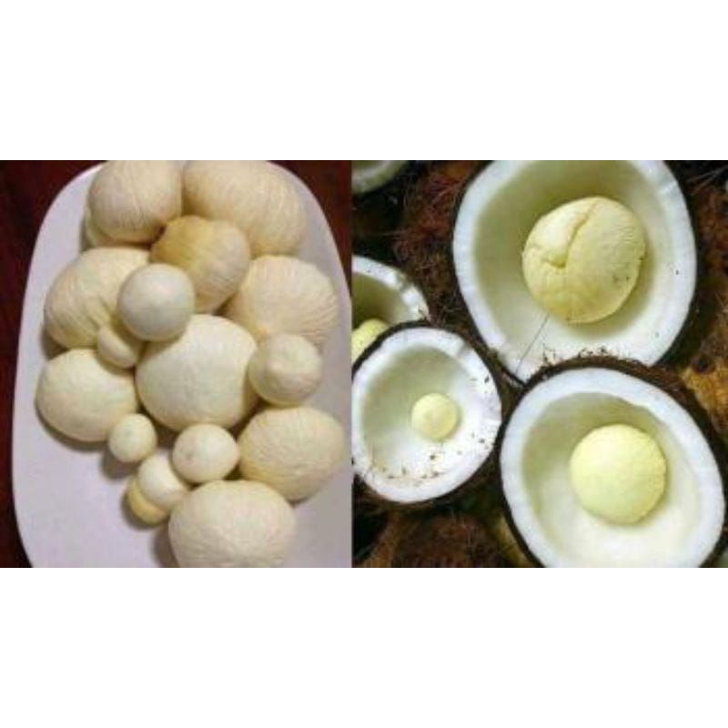 Jual Kentos kelapa Cangkangan obat ginjal/1KG | Shopee Indonesia