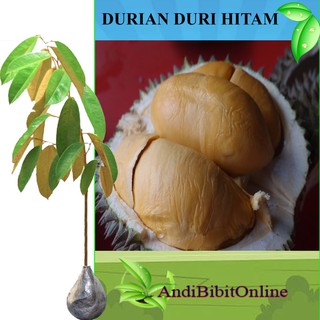 Jual Tanaman Durian Duri Hitam / Black Torn (Tinggi 40-60 cm) | Shopee ...