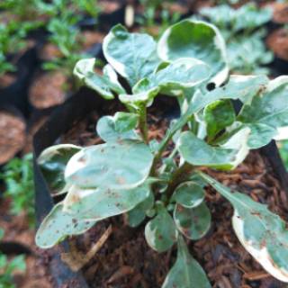 Jual Tanaman kerokot hias | Tanaman pembatas list taman | Tanaman ...