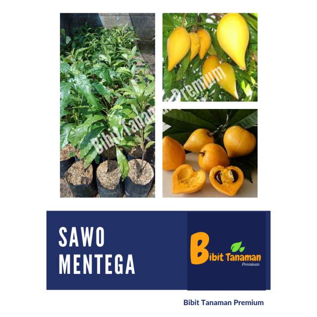 Jual BIBIT SAWO MENTEGA/SAWO UBI/SAWO BELANDA/ALKESAH (BIBIT TANAMAN ...
