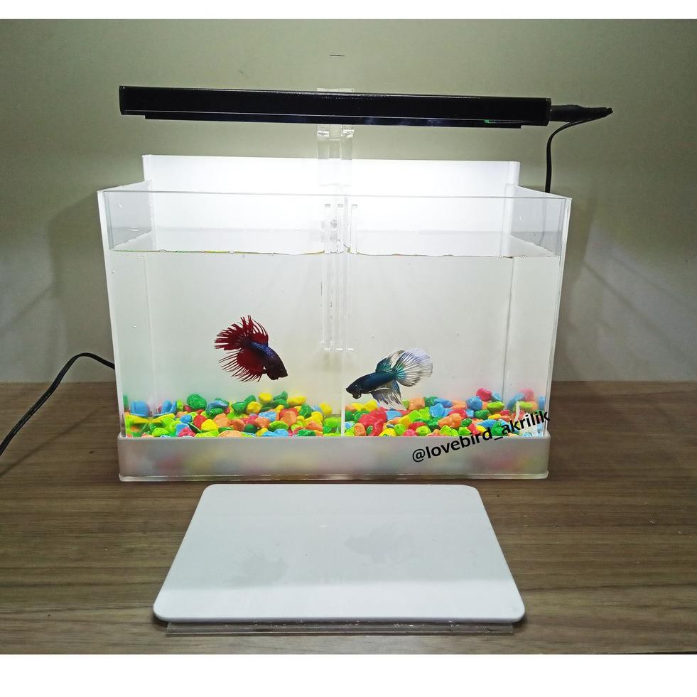Jual Terbaru Aquarium Mini akrilik, Aquarium sekat, Aquarium Cupang, Soliter cupang, Aquarium ...