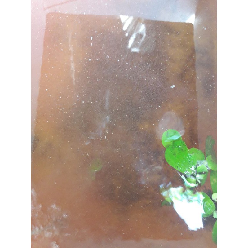 Harga encu Terbaru Des 2025 | BigGo Indonesia