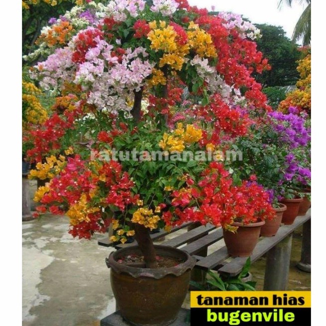 Jual TANAMAN HIAS BUGENVIL BUNGA KERTAS//TRI COLOR ( Bisa COD ...
