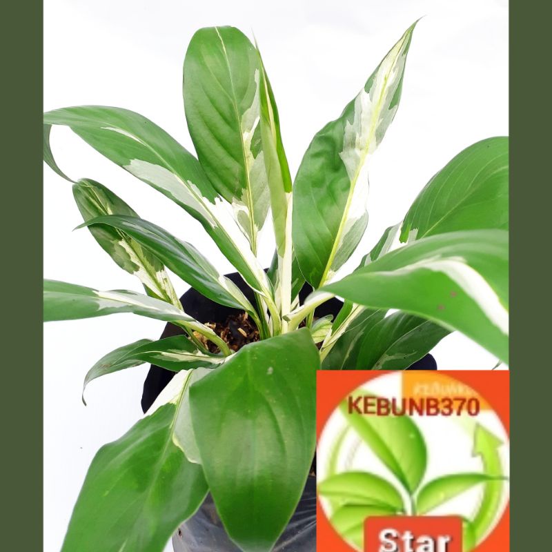 Jual Tanaman hias sepatu film variegata/sepatu film varigata-piece lily ...