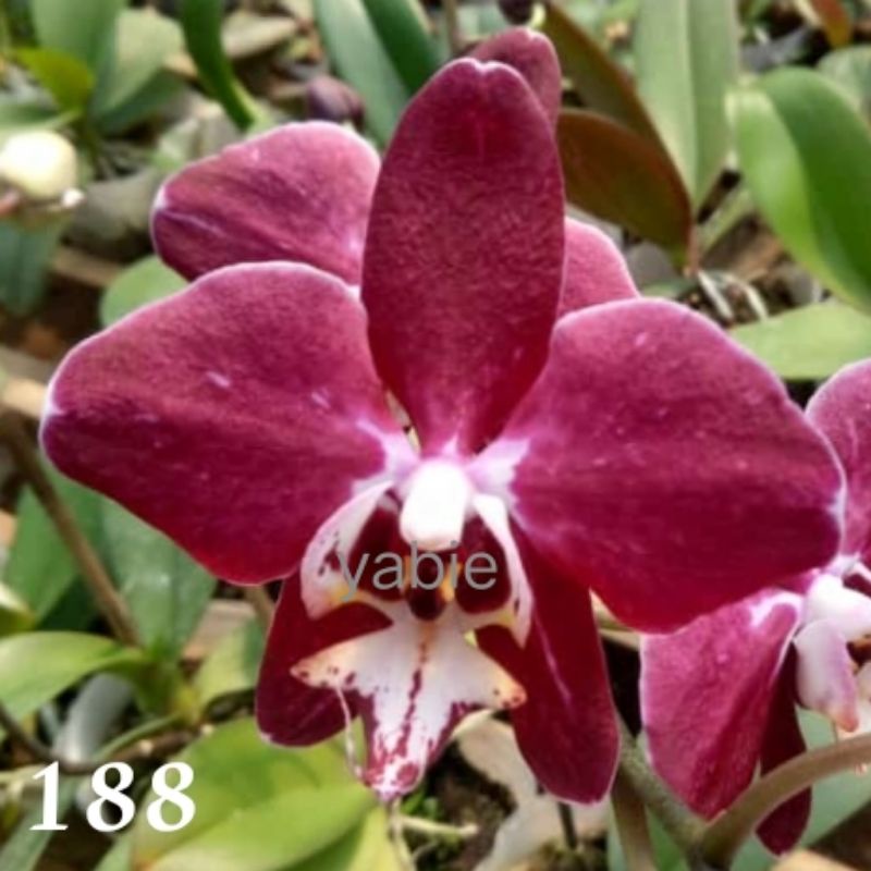 Jual anggrek bulan spike | Shopee Indonesia