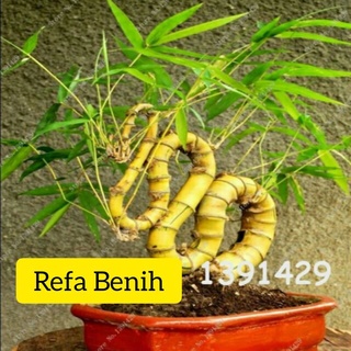Jual Biji Benih Tanaman Bambu Naga Yellow Mini F1 Import / Benih Bambu ...