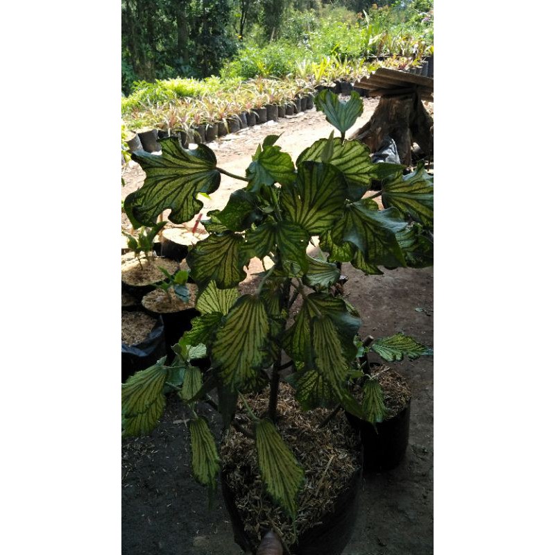 Jual pohon waru wayang | Shopee Indonesia