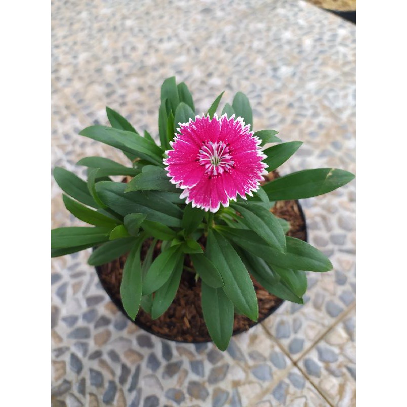 Jual TANAMAN HIAS Diantus bunga pink ( tanaman yang mudah dirawat ...
