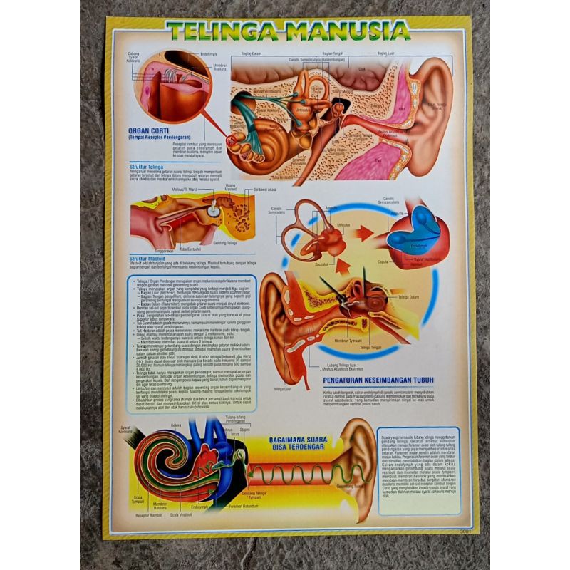 Jual Poster mengenal anggota telinga manusia | Shopee Indonesia