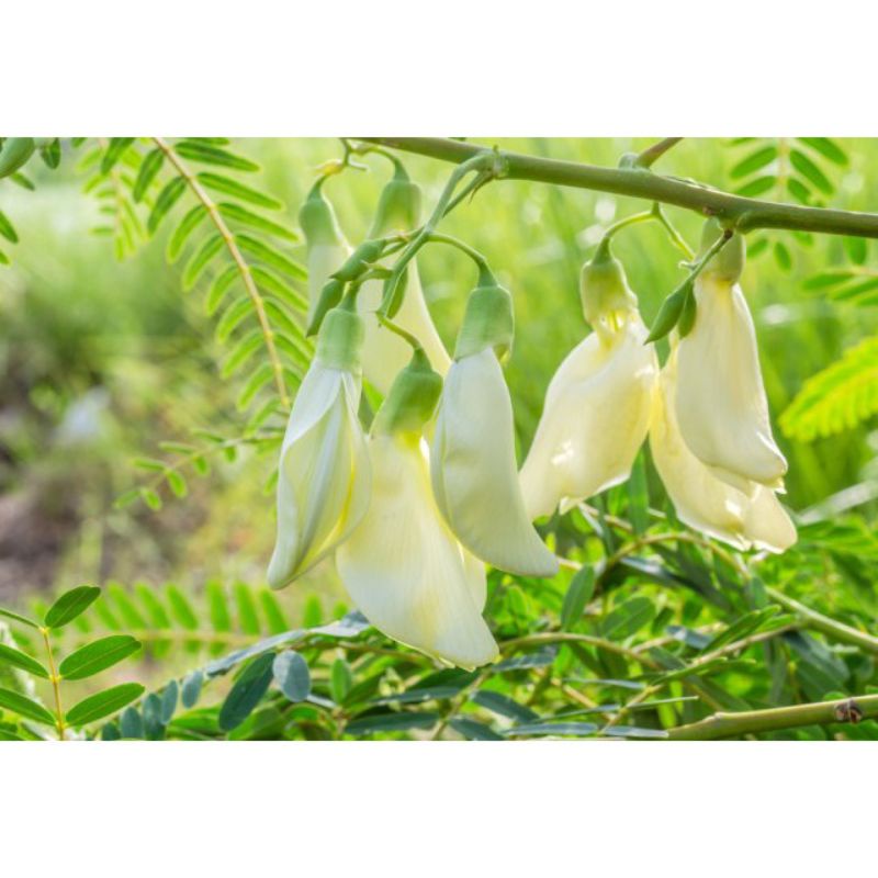 Jual Benih turi, bunga turi (20 biji) | Shopee Indonesia