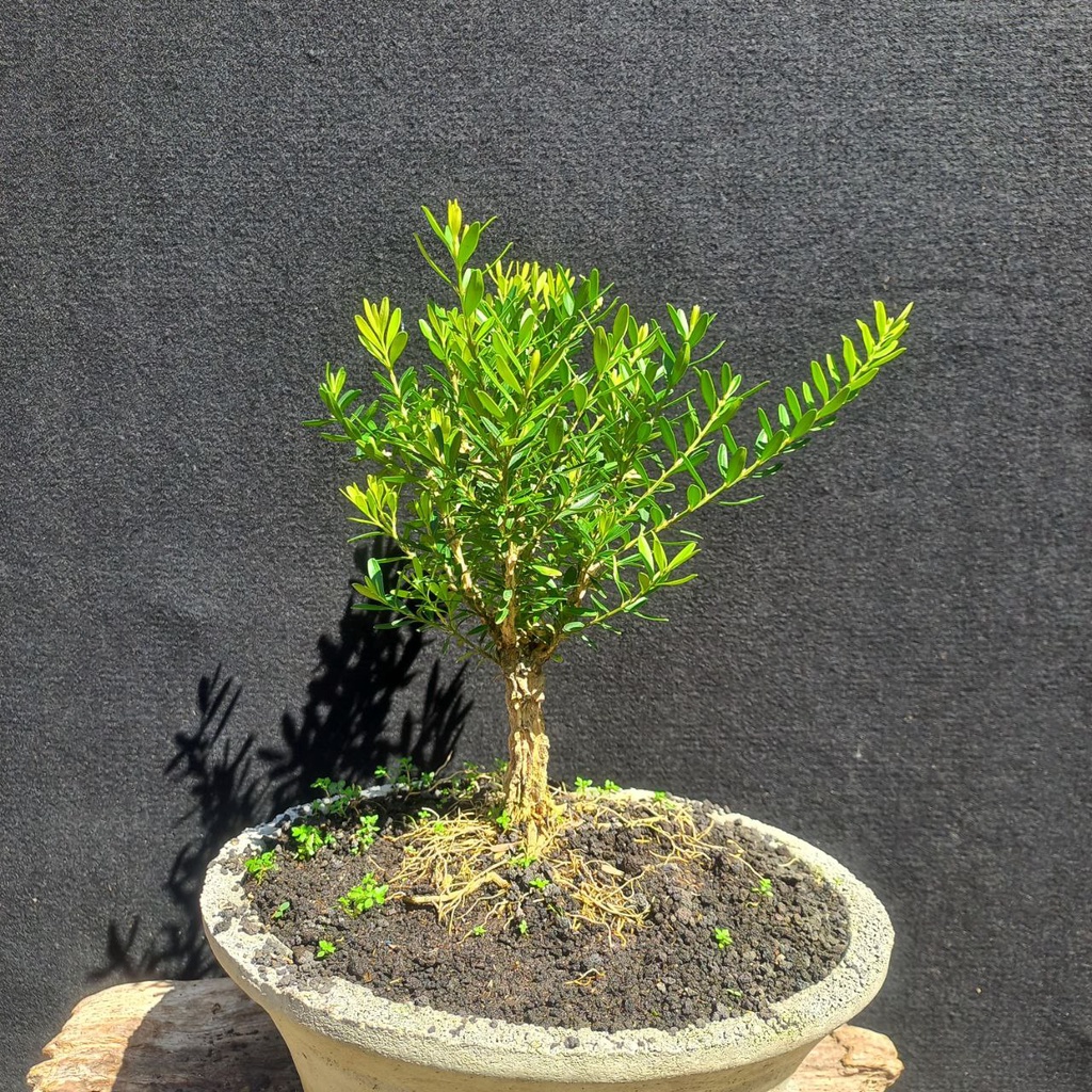 Jual Bonsai Buxus Boxus Boksus Mame Buxus Harlandii | Shopee Indonesia