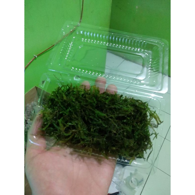 Jual Java Moss tanaman aquascape porsi mika Indonesia|Shopee Indonesia