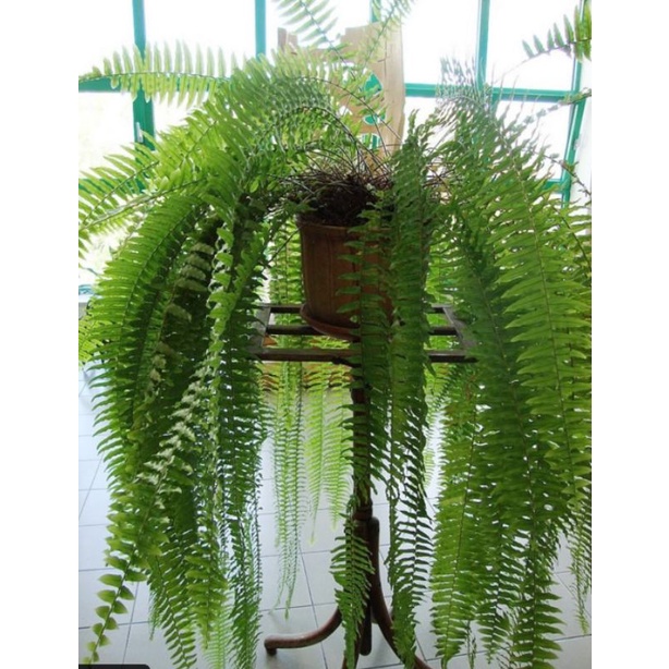 Jual pakis boston ukuran jumbo panjang hampir 1 meter | Shopee Indonesia