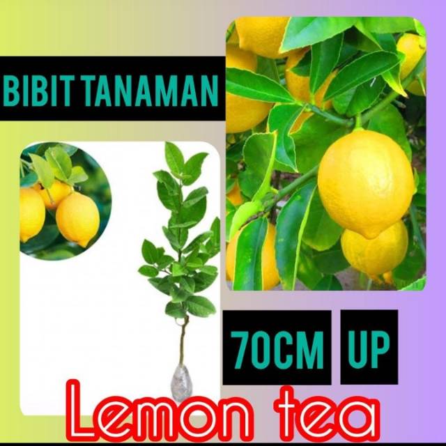 Jual Bibit Jeruk Lemon Tea 70 cm 1 kilo 2 bibit | Shopee Indonesia