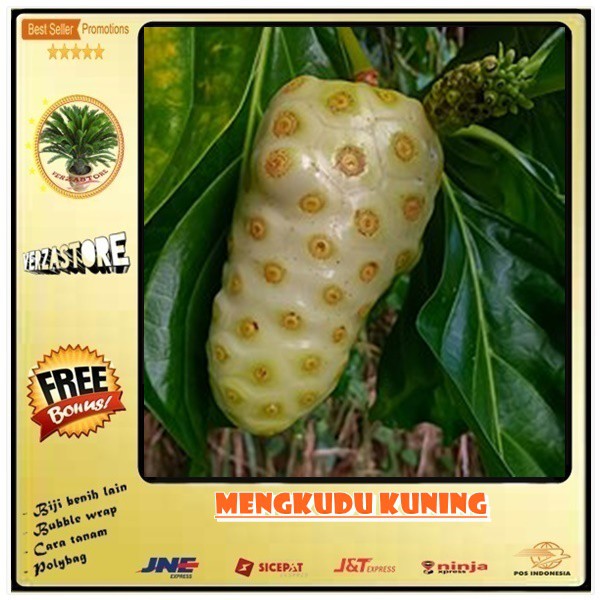 Jual biji/benih/bibit buah mengkudu kuning /35 biji | Shopee Indonesia Jual biji/benih/bibit buah mengkudu kuning /35 biji | Shopee Indonesia