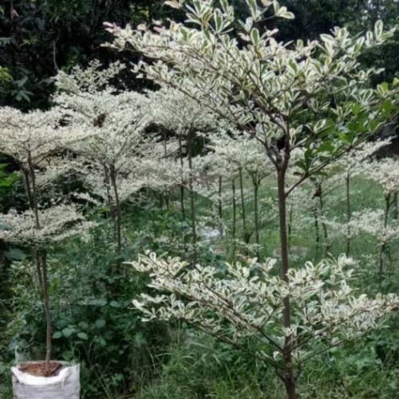 Jual Tanaman Bunga Ketapang Kencana Varigata | Shopee Indonesia