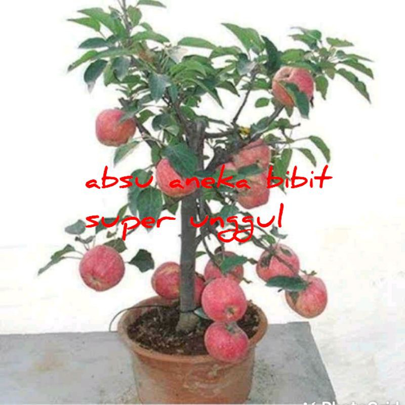 Jual BIBIT APEL ANA CANGKOK BISA TABULAMPOT 1 KILO MUAT 5 Indonesia ... Jual BIBIT APEL ANA CANGKOK BISA TABULAMPOT 1 KILO MUAT 5 Indonesia ...