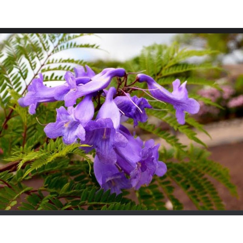 Jual Bibit Pohon Jacaranda - Tanaman Cakaranda - Tanaman Jakaranda ...