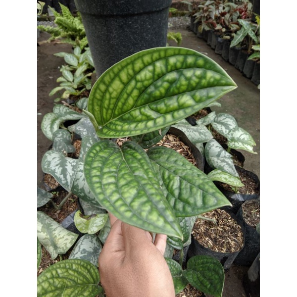 Jual Bunga Sirih Badak / Tanaman Hias Sirih Badak / Bunga Suruh Badak ...