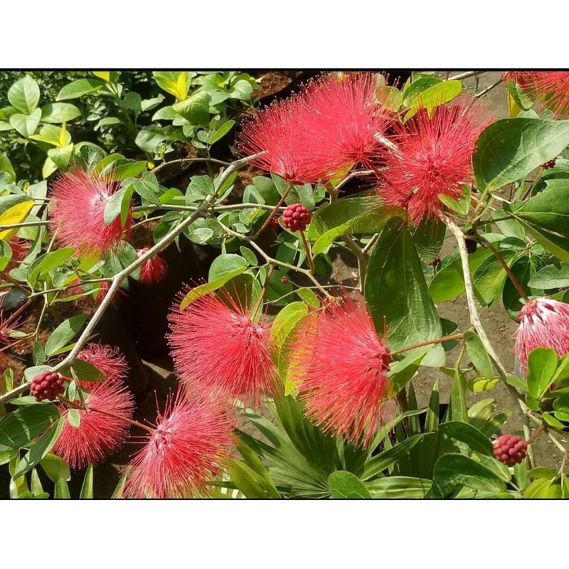 Jual tanaman hias bunga Kaliandra - tanaman Kaliandra bunga merah ...