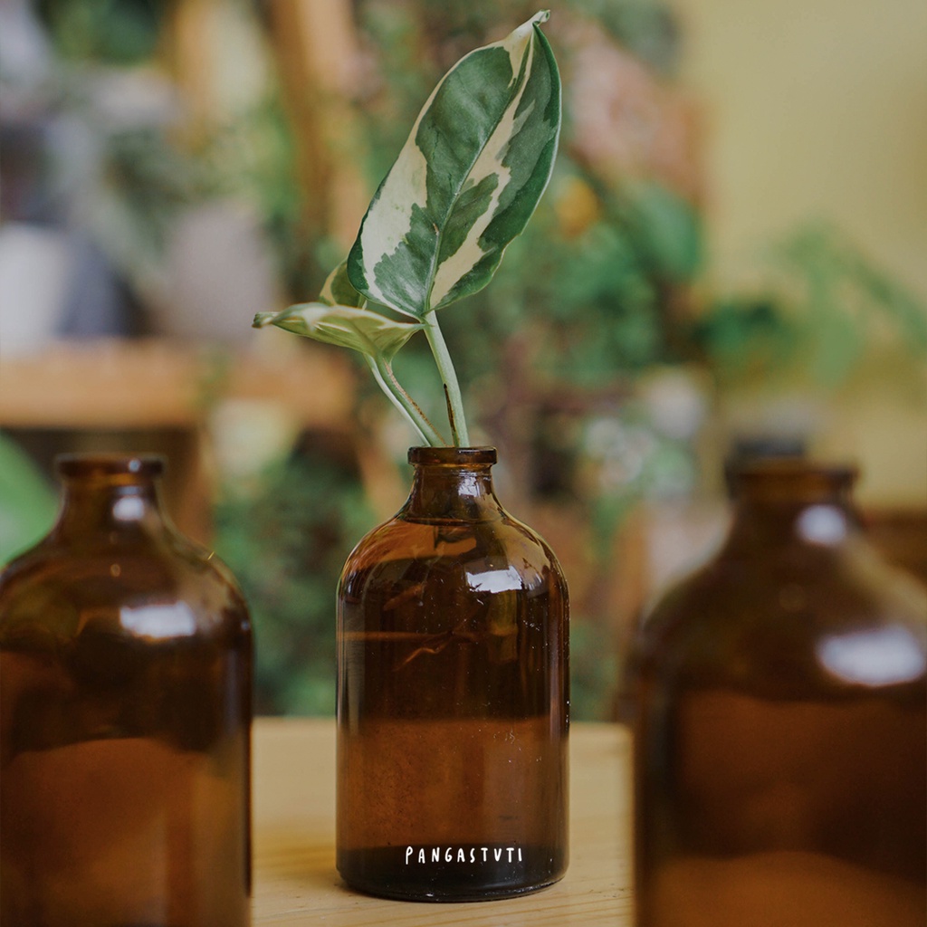 Jual Botol Gelap 100ml dan Tanaman Air | Shopee Indonesia