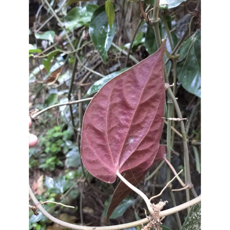 Jual Daun Sirih Sere Merah Obat Herbal Segala Penyakit Lembaran ...