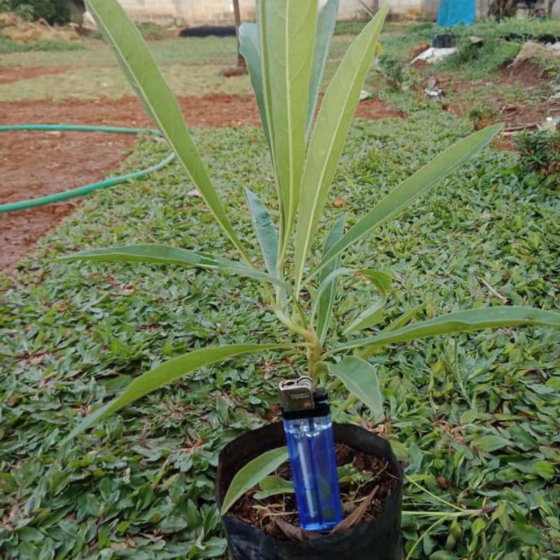 Jual Bibit Bunga Tabebuya Pink dan Kuning - Pohon Tabebuya 30 - 60 cm ...