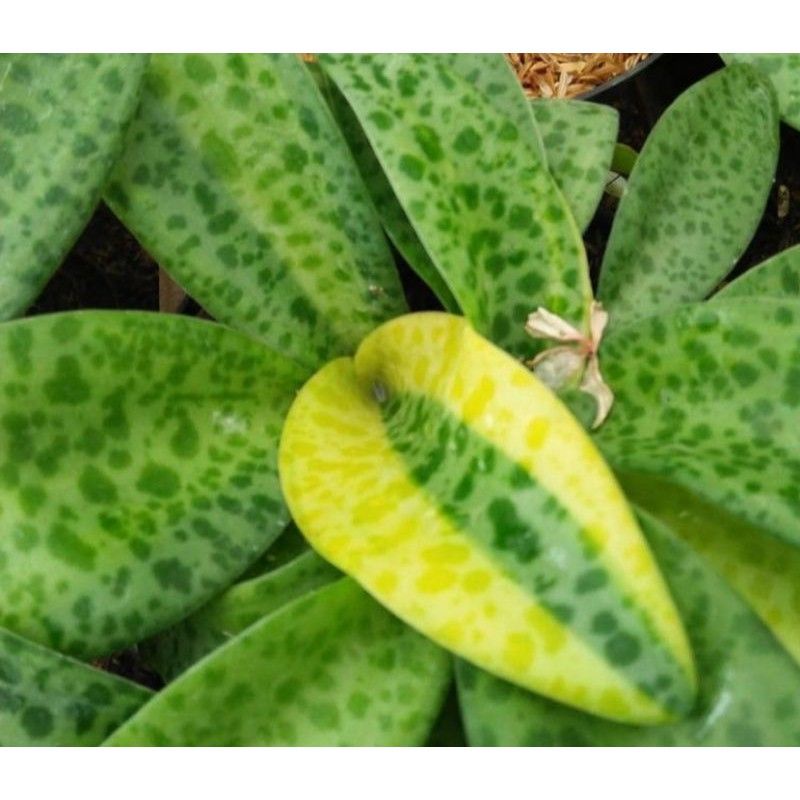 Jual TANAMAN HIAS"PHILO LIDAH KATAK VAR" | Shopee Indonesia